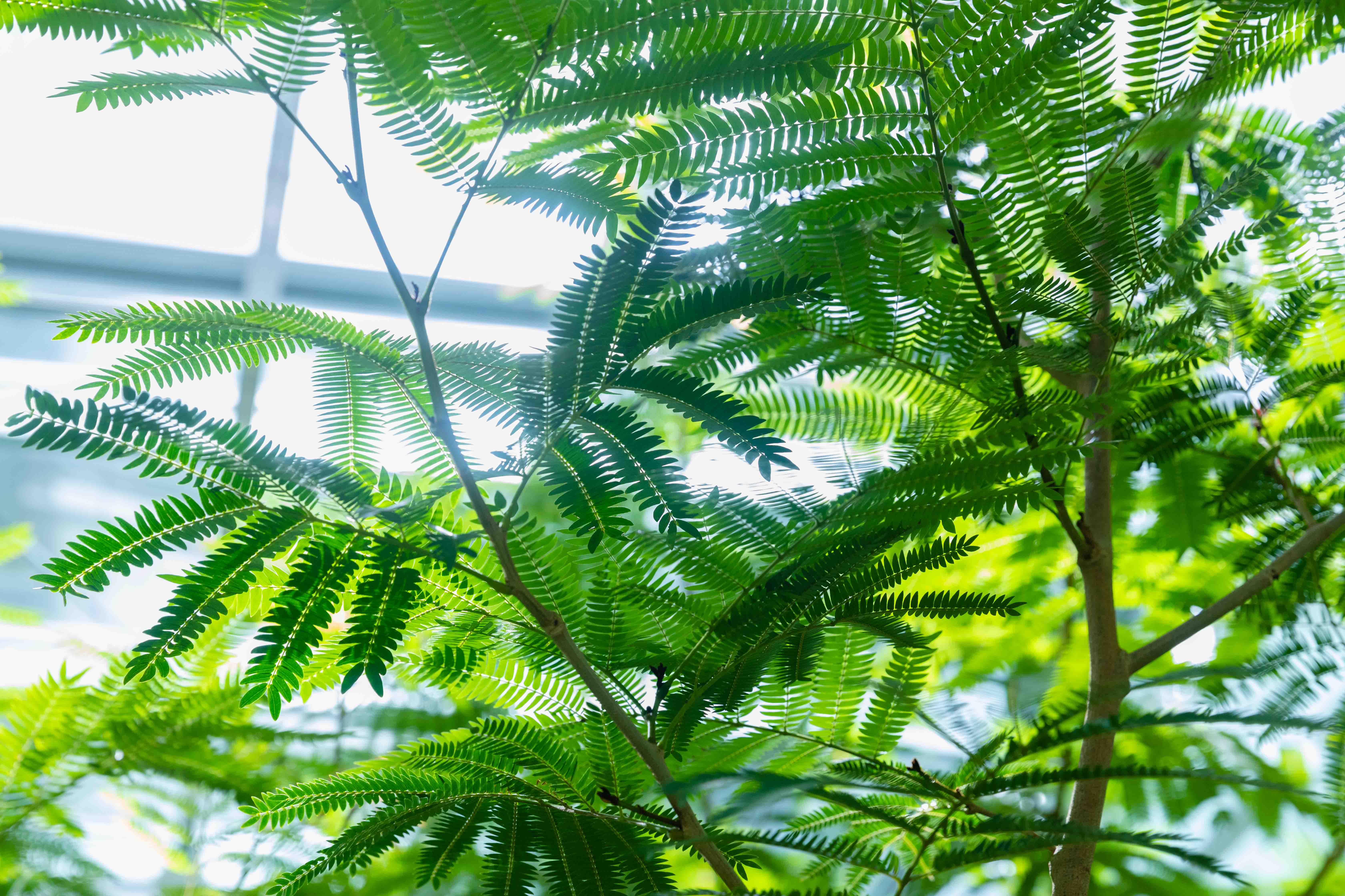 Studying Science based Benefits Of Leafy Spaces Studying Science based Benefits Of Leafy Spaces